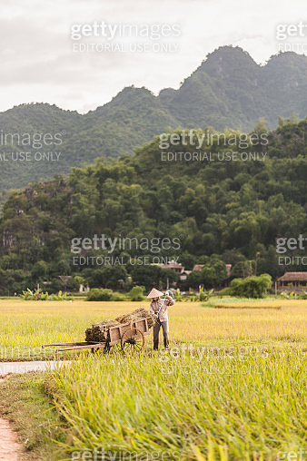Woman wearing a traditional rice hat loading a wooden cart with freshly ...