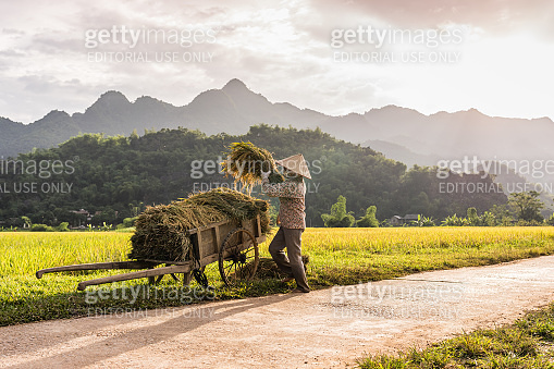Woman wearing a traditional rice hat loading a wooden cart with freshly ...