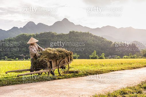 Woman wearing a traditional rice hat loading a wooden cart with freshly ...