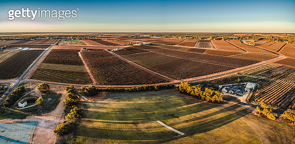 Aerial panorama of rectangles of vineyards in Monash, South Australia ...