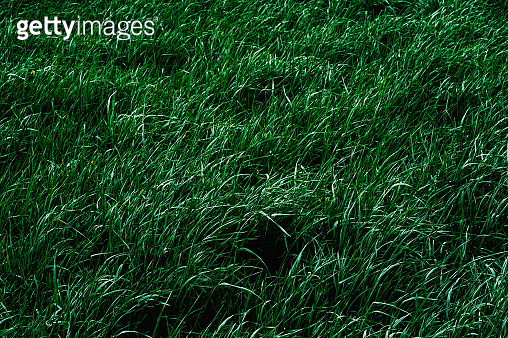 Green background texture of long grass sedge. Green plants. nature ...