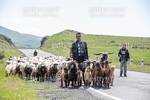 Armenian sheep herders on the road. (973000962) - 게티이미지뱅크