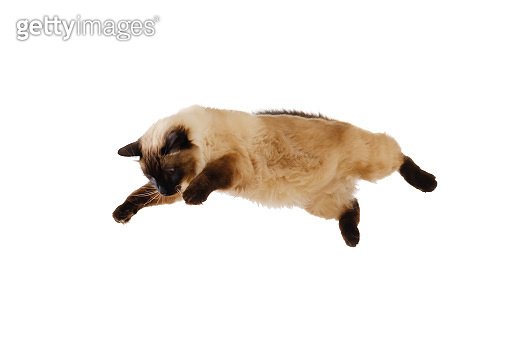 portrait of a cute flying fluffy cat, isolated white bsckground ...