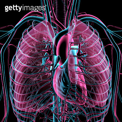 Transparent X-ray View of Human Chest, Heart, Lungs, Arteries, Veins ...