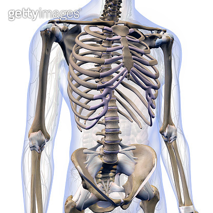 Skeletal System Internal Anatomy in Male Chest and Abdomen (1007286582 ...