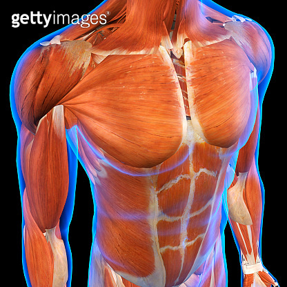 Male Chest Muscles Under Blue X-ray Skin on Black 이미지 (903992226) - 게티이미지뱅크