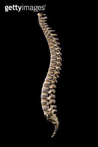 Human Vertebral Column, Side View on Black (928596630) - 게티이미지뱅크