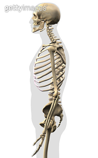 Human Skeleton, Side View 이미지 (928999992) - 게티이미지뱅크