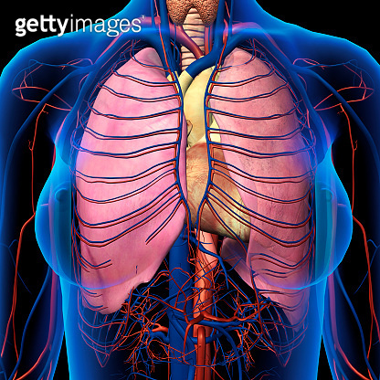 X-ray View of Female Chest, Lungs Heart, Arteries, Veins Anatomy ...