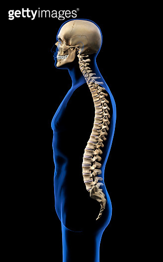 Human Skull and Vertebral Spinal Column, Side View (929000070) - 게티이미지뱅크