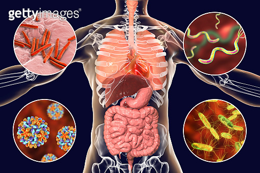 Human pathogenic microbes, respiratory, enteric and liver pathogens ...