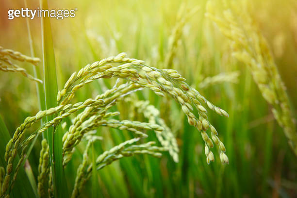 On the rice filed 이미지 (1009386690) - 게티이미지뱅크