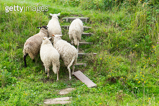 five sheep on stairs in national park Dintelse Gorzen, The Netherlands ...