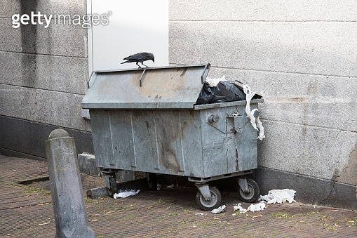 crow on metal garbage container on wheel, in shopping street 이미지 ...