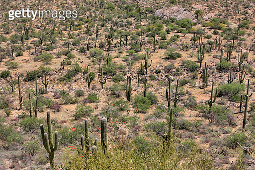 The Saguaro East Rincon Mountain National Park in Tucson, Arizona 이미지 ...