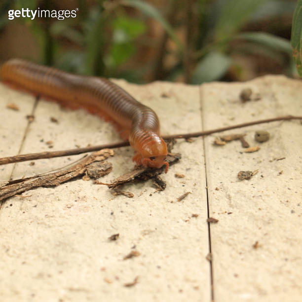 scary millipede on the sidewalk 이미지 (1015545936) - 게티이미지뱅크