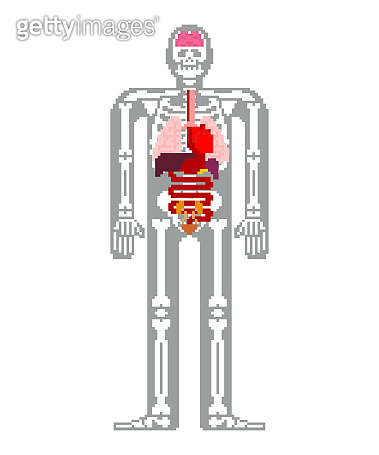 Human anatomy pixel art. 8bit Internal organs and skeleton. Pixelate ...