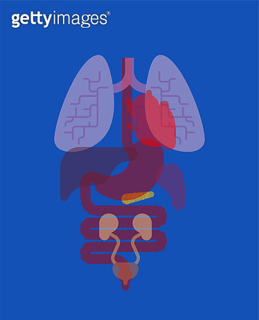 Internal organs X-ray human anatomy body. Heart and Lungs. Liver and ...