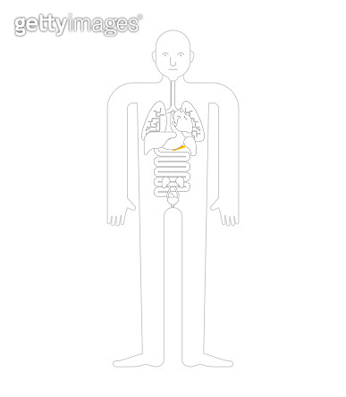 Pancreas Human anatomy. Internal organs. Systems of man body and organs ...
