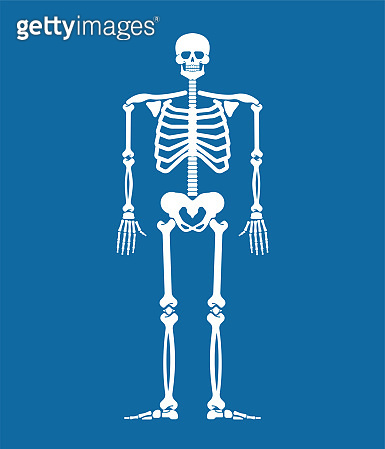 Skeleton anatomy human. Skeletal system cross section. Bones and skull ...