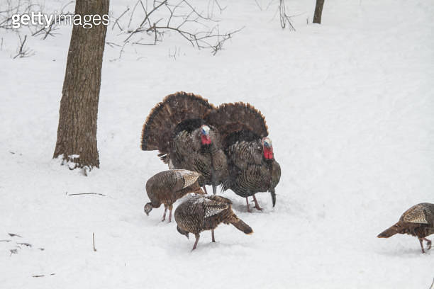 Tom Turkey and Hen Turkey with Chicks in the Snow 이미지 (1017430636) - 게티 ...