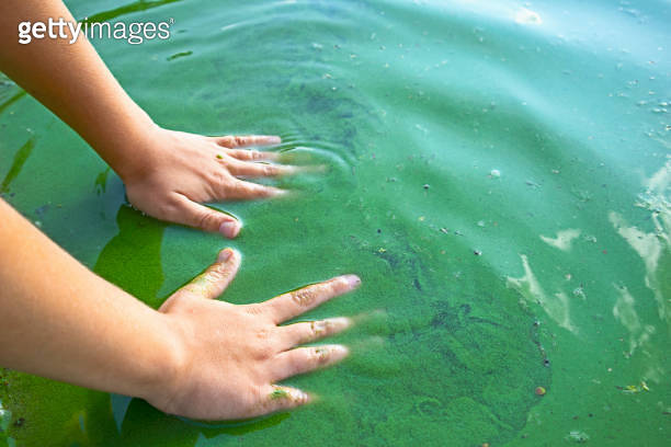 Child hand and blue-green algae. 이미지 (1168973445) - 게티이미지뱅크