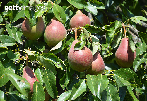 Pears: planting, growing, and harvesting pears. Growing juicy fresh ...