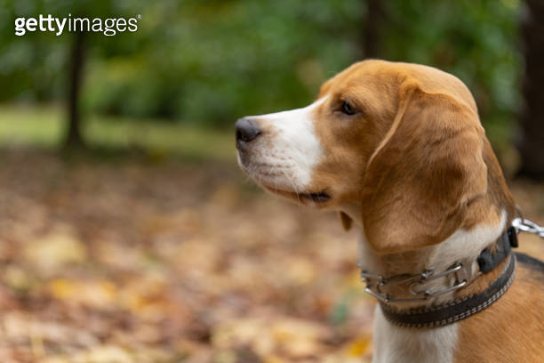 Image of the beagle in nature, Image of a hunting dog. Pet, puppy 이미지 ...
