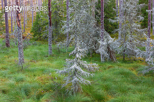 Swamp with old spruce trees in the woods 이미지 (1194097775) - 게티이미지뱅크