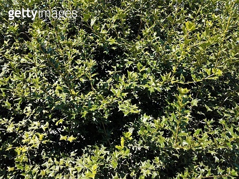 green spiky and sharp holly bush or plant 이미지 (1169851883) - 게티이미지뱅크