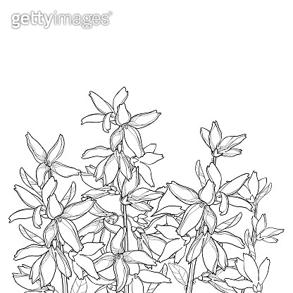 Vector bunch with outline Forsythia flower, branch, leaves in black ...