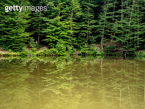 wide pine tree forest reflect in huge lake in mountains b 이미지 ...