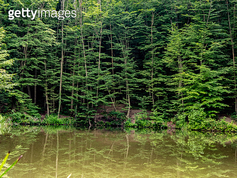 wide pine tree forest reflect in huge lake in mountains b 이미지 ...