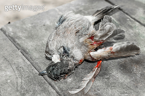 dead bleeding male baya weaver by a cruel anti birds hunter 이미지 ...