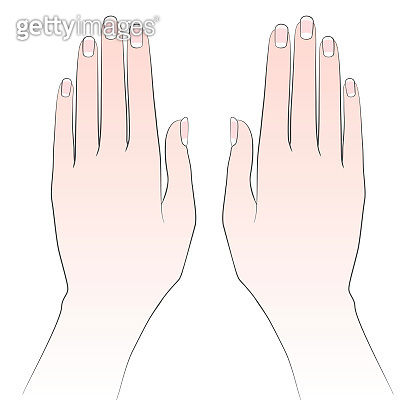 Anatomy Bones hand. Palm and fingers with nails. Vector image on white ...