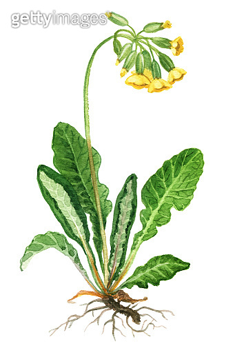 Primrose herb medicinal and food plants 이미지 (1090990778) - 게티이미지뱅크
