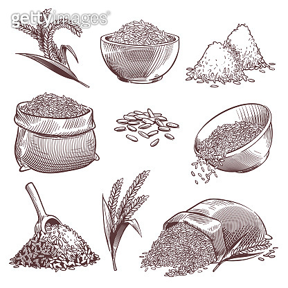 Sketch rice. Vintage hand drawn asian grains and ear. Pile of wild rice ...