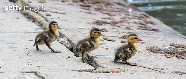 Three Very Young Mallard Ducklings Walking in a Line 이미지 (1155950949 ...