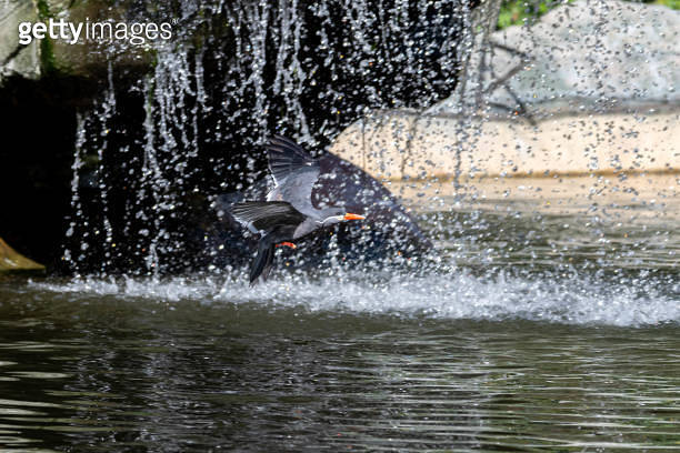 Inca Tern in Flight With a Fish in it's Beak Skimming the Water 이미지 ...