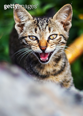 Angry hissing cat showing teeth. Cat face. - Stock image 이미지 ...