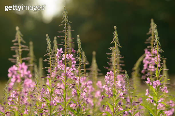 Pink flowers of fireweed (Epilobium or Chamerion angustifolium) in ...