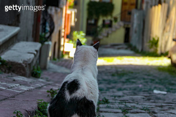 Street cat at the street of Balat in Istanbul 이미지 (1170898127) - 게티이미지뱅크