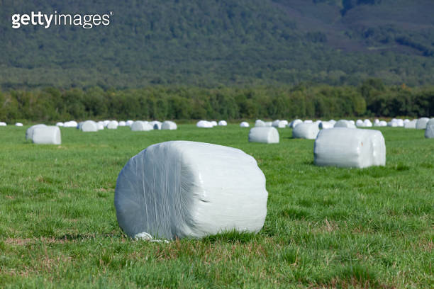 Hay rolls packed on a green field. 이미지 (1173220241) - 게티이미지뱅크
