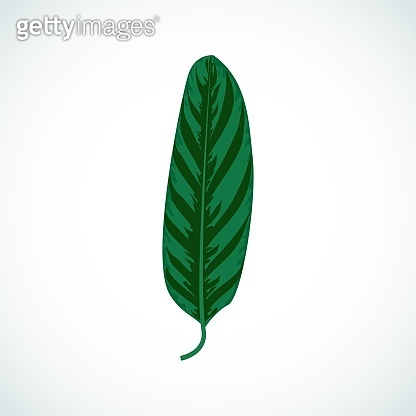 Vector cartoon isolated tropic leaf of Calathea. (1145776725) - 게티이미지뱅크