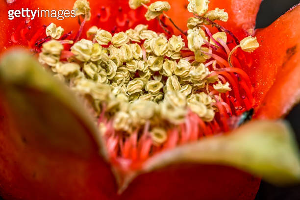 Details of the stamen and pistil of Pomegranate flower 이미지 (1181063695 ...