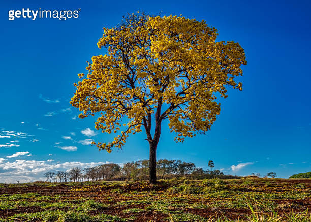 Golden trumpet tree, aka Yellow Ipe, isolated on harvested sugar cane ...