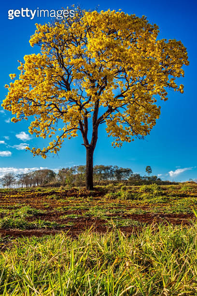Golden trumpet tree, aka Yellow Ipe, isolated on harvested sugar cane ...