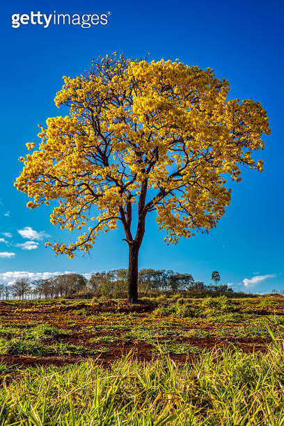 Golden trumpet tree, aka Yellow Ipe, isolated on harvested sugar cane ...