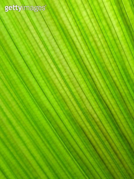 Closed-up texture of green tree leave for background or wallpaper 이미지 ...