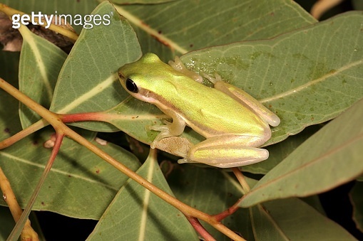 Northern Dwarf Tree Frog. Litoria bicolor 5. (1161903773) - 게티이미지뱅크
